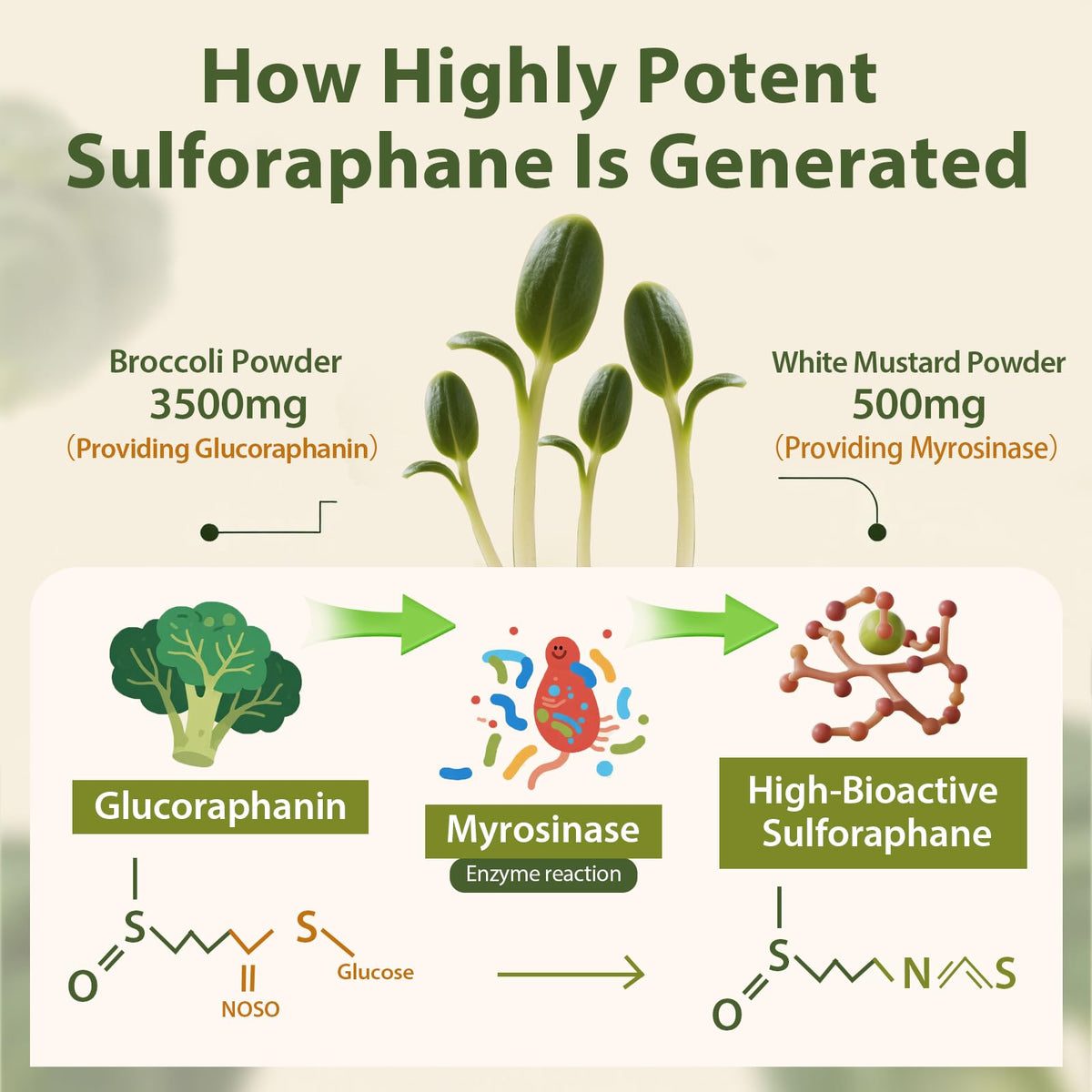 organic sulforaphane for detox support