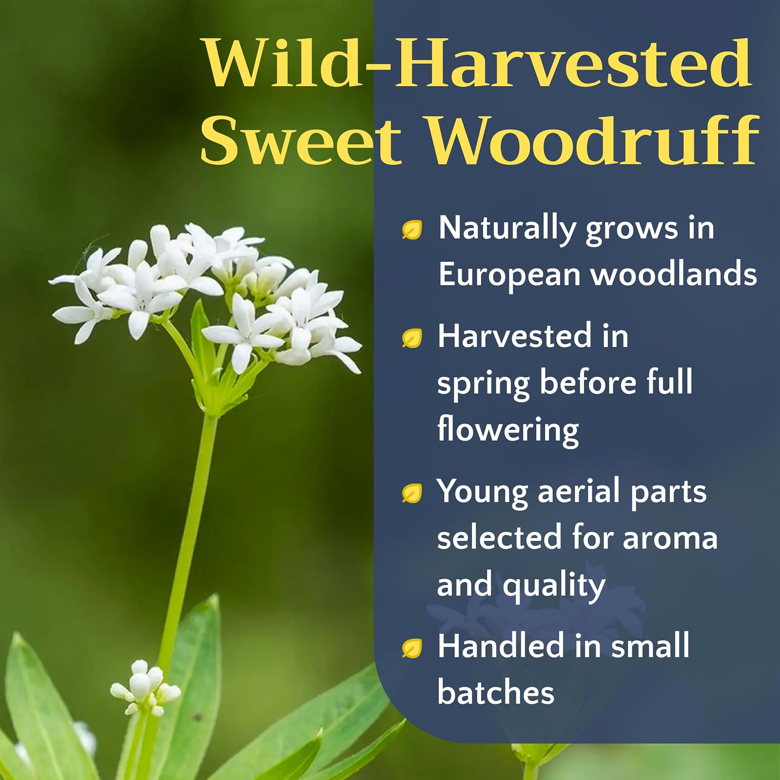 Organic Sweet Woodruff tea blend