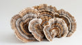 organic turkey tail mushroom benefits