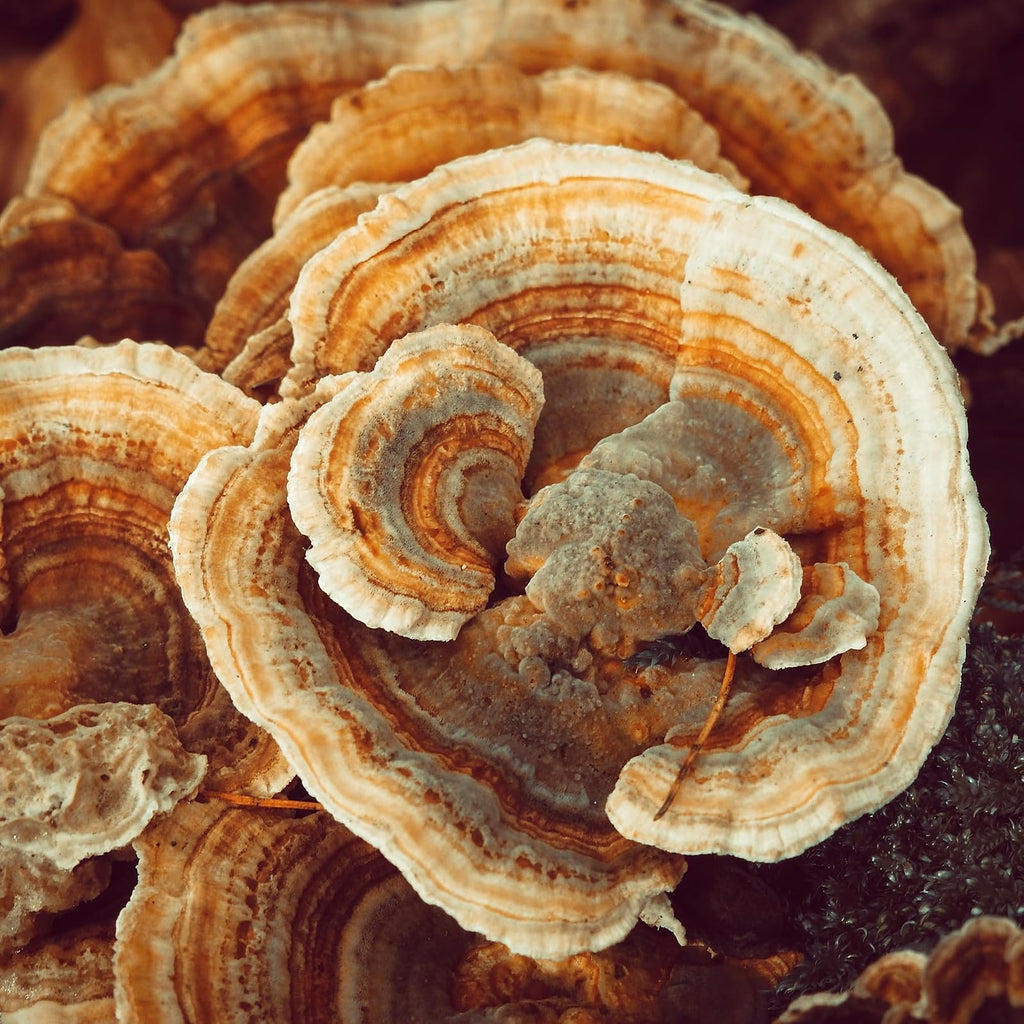 organic turkey tail powder supplement