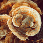organic turkey tail powder supplement