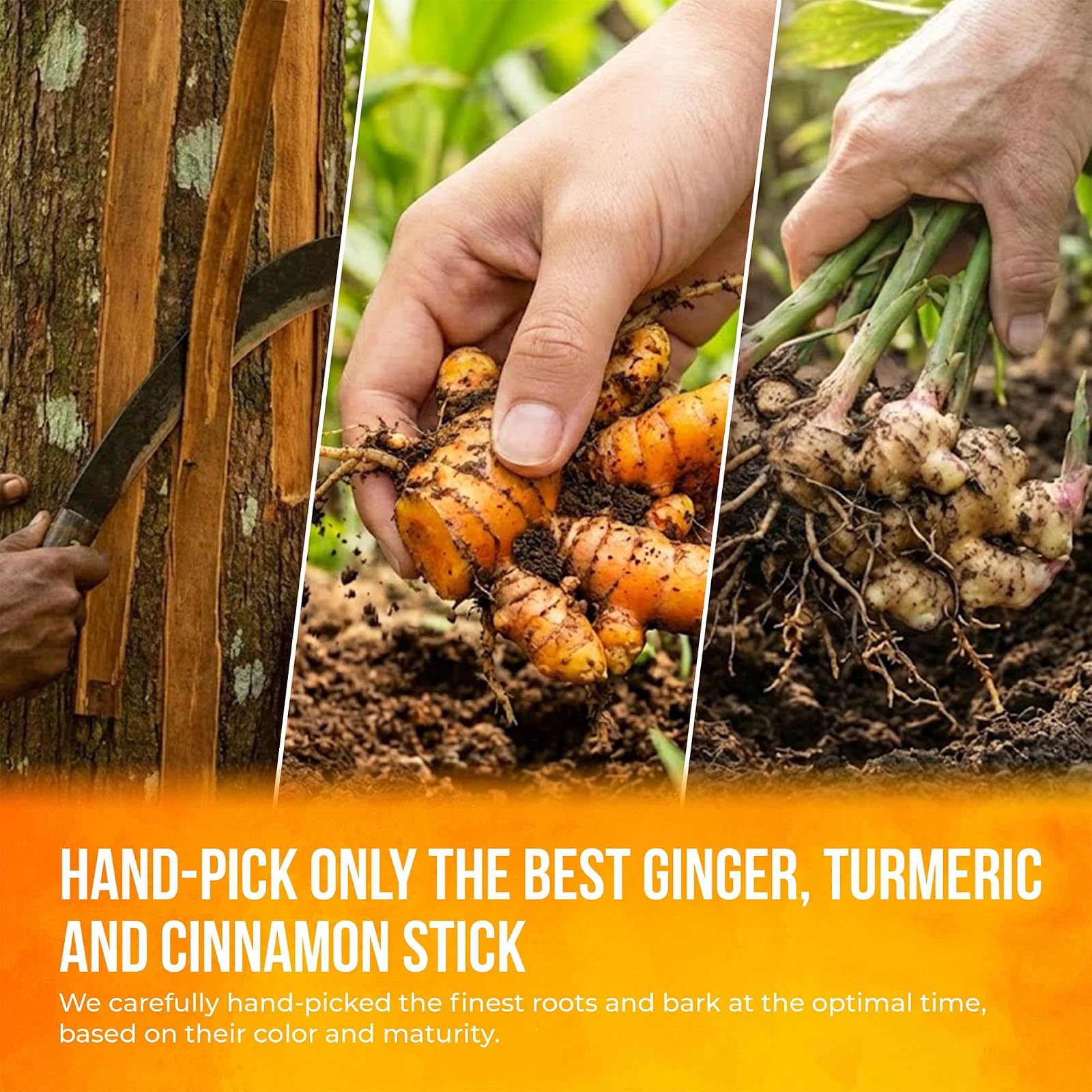 organic turmeric ginger herbal infusion