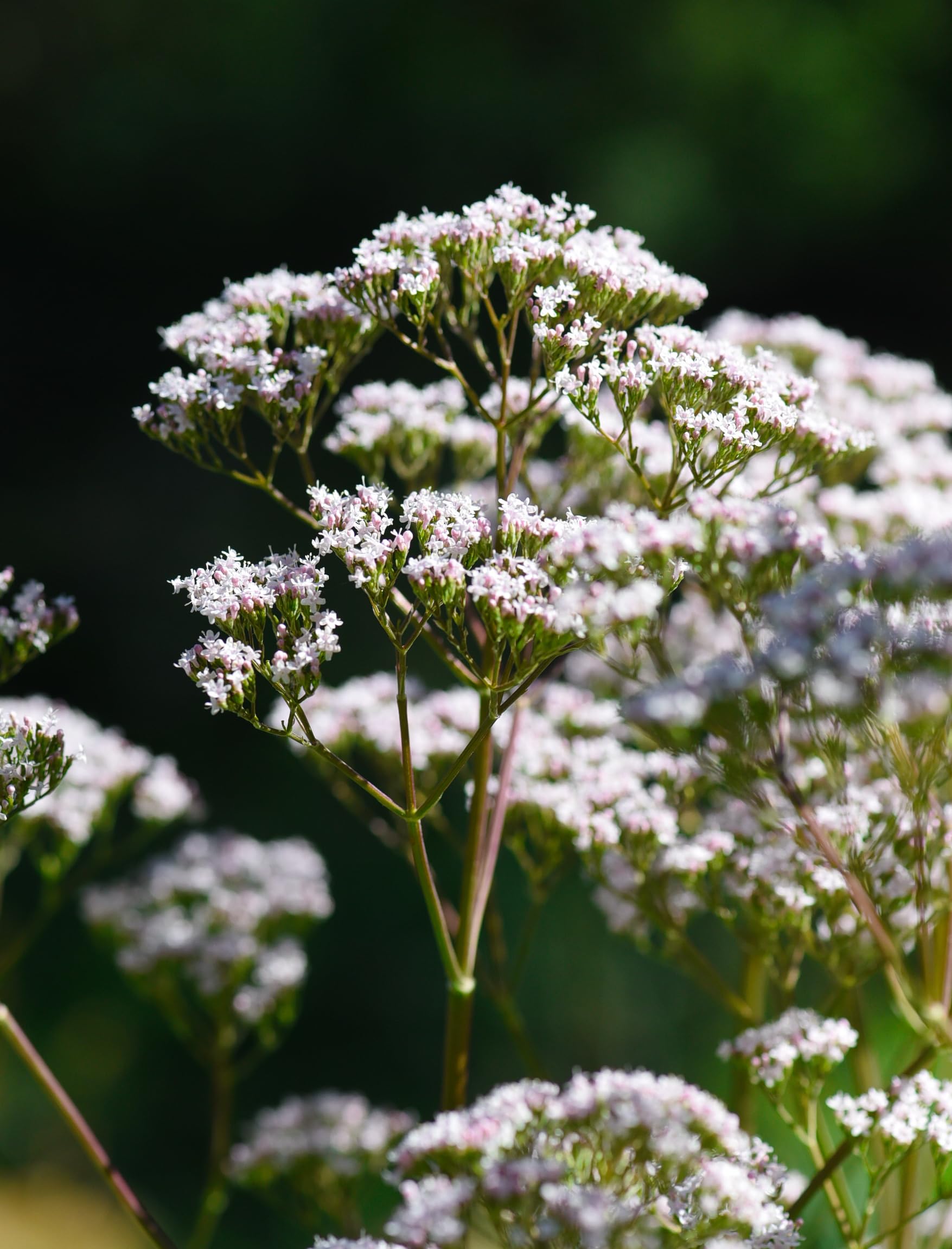 organic valerian for sleep quality