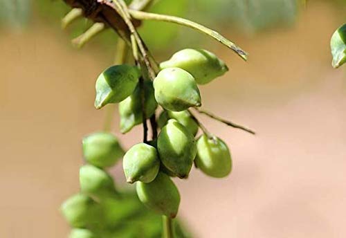 Organic vitamin C from Kakadu plum