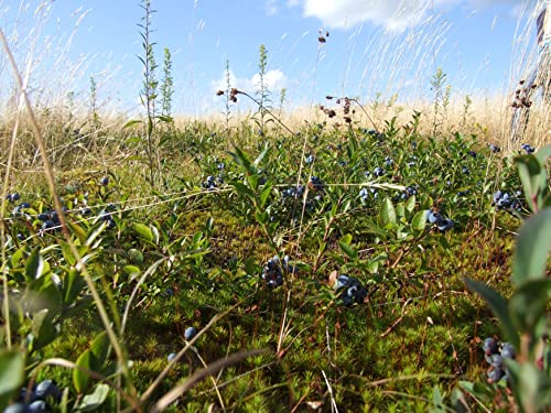 organic wild blueberry powder uses