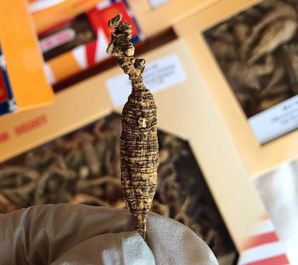 organic wild ginseng for wellness
