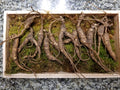 organic wild ginseng root gift pack