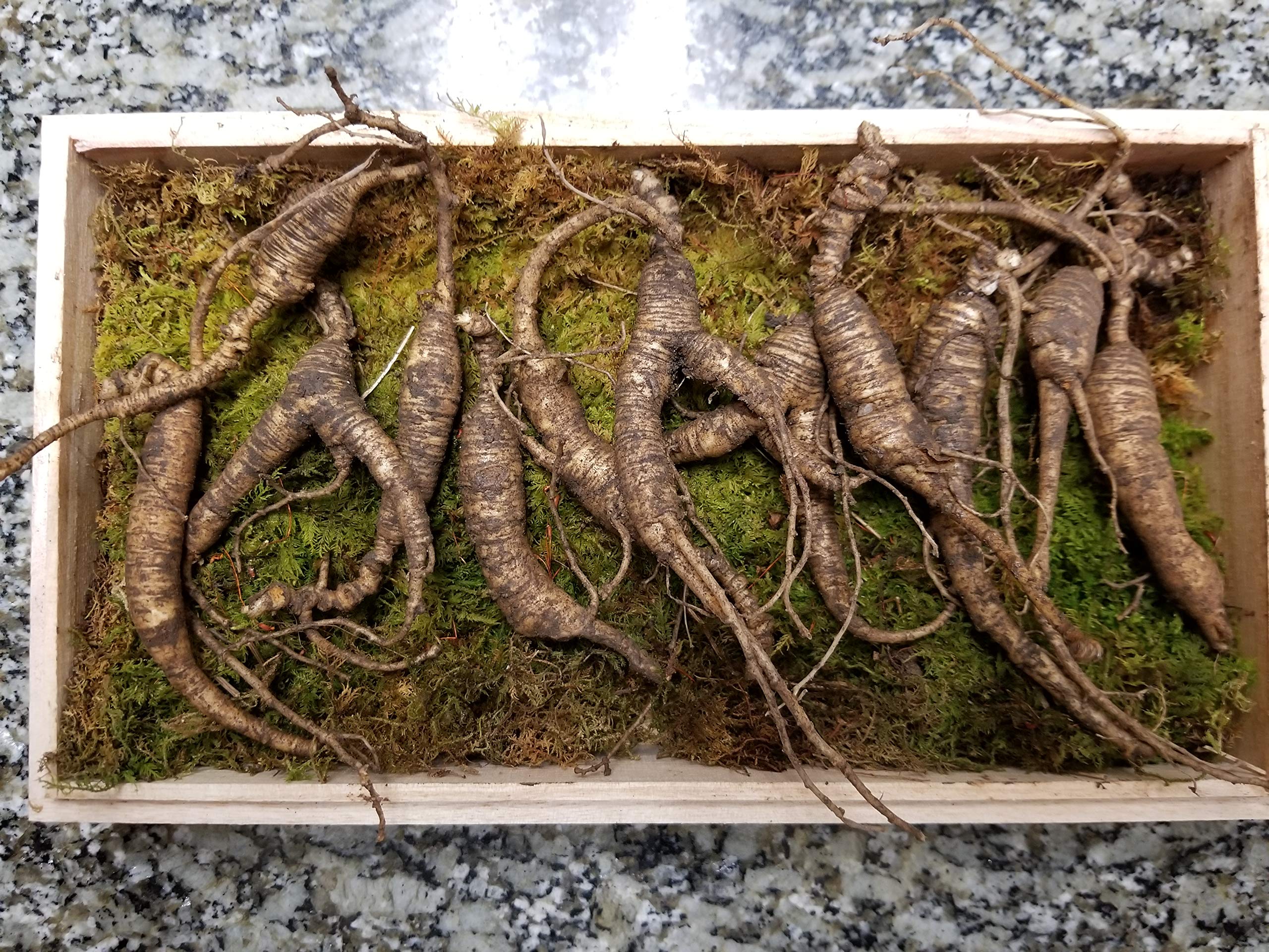 organic wild ginseng root gift pack