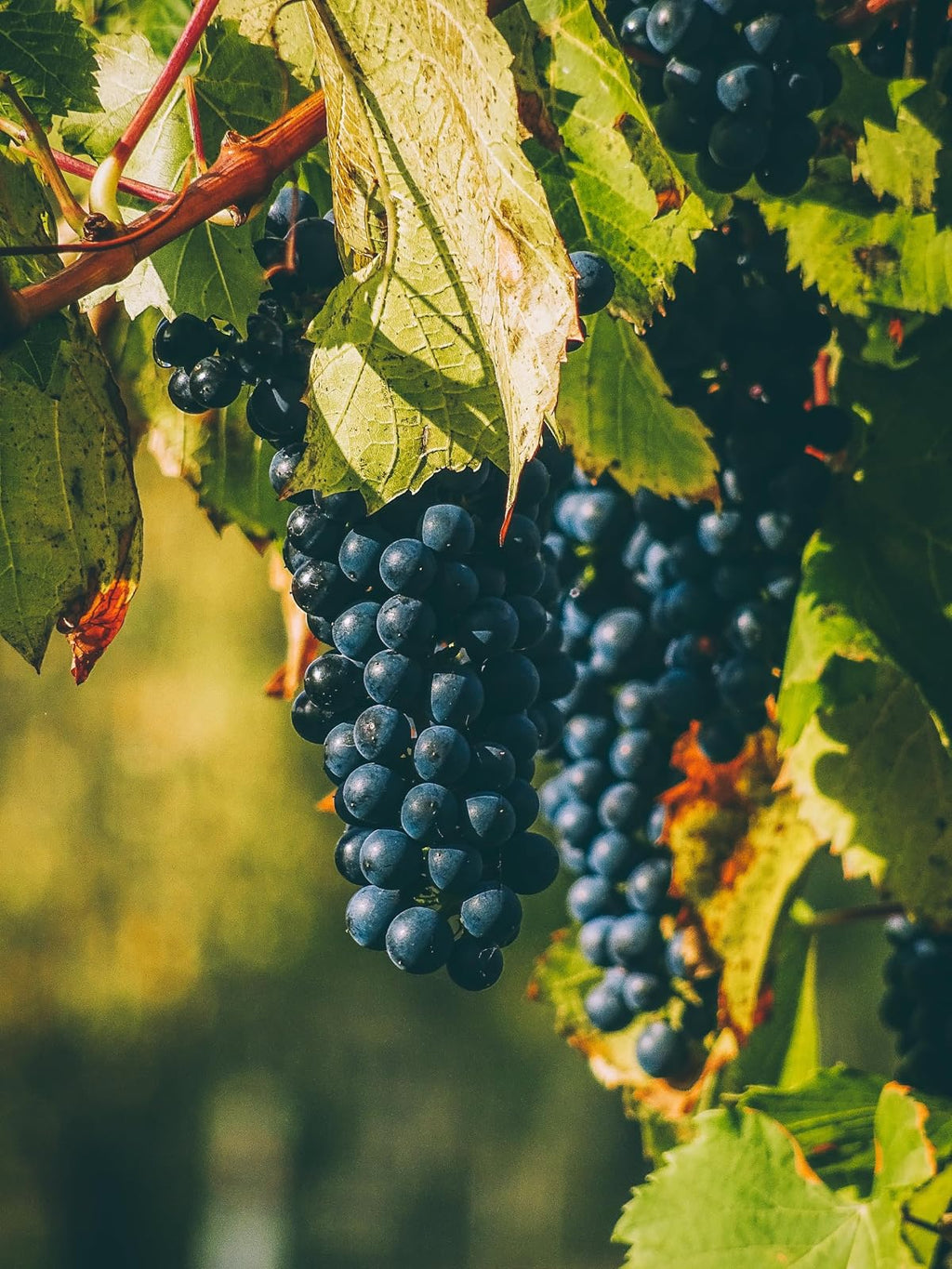 organic wine grape seeds for wellness