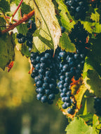 organic wine grape seeds for wellness