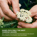 organic yarrow tea for digestion