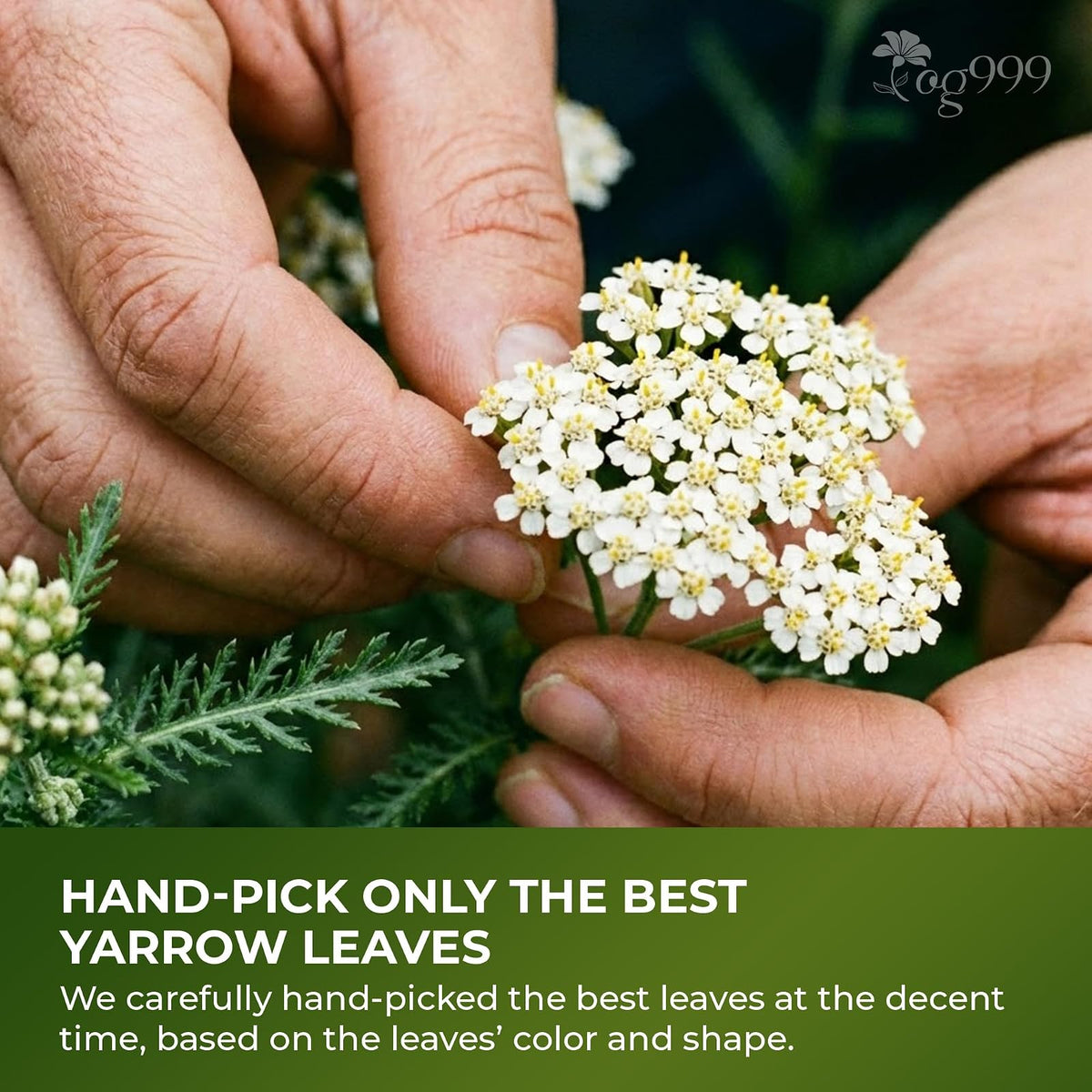 organic yarrow tea for digestion