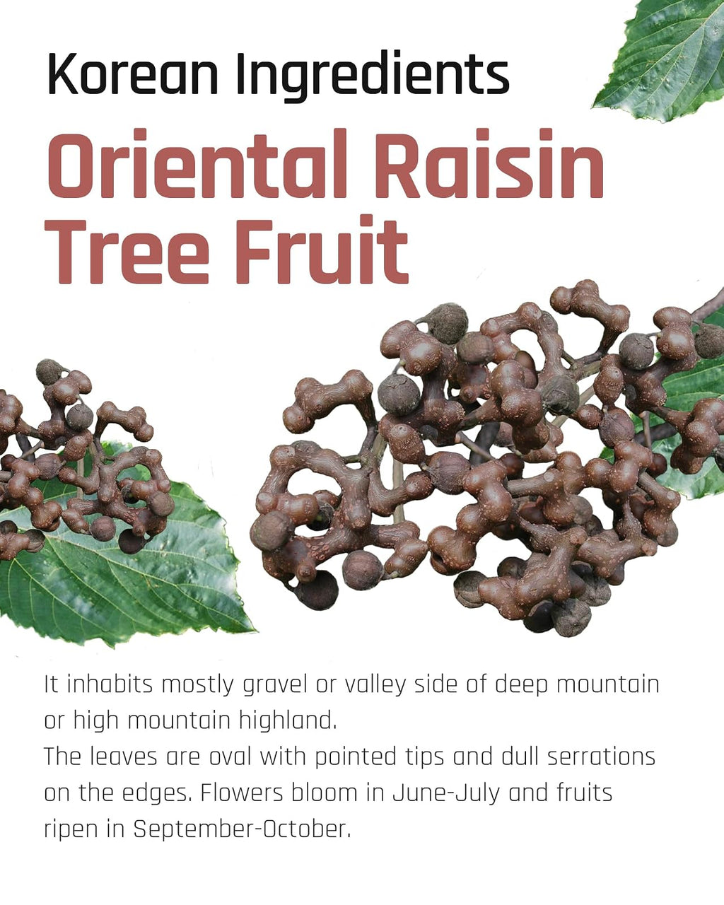 Oriental Raisin Tree tea for digestion