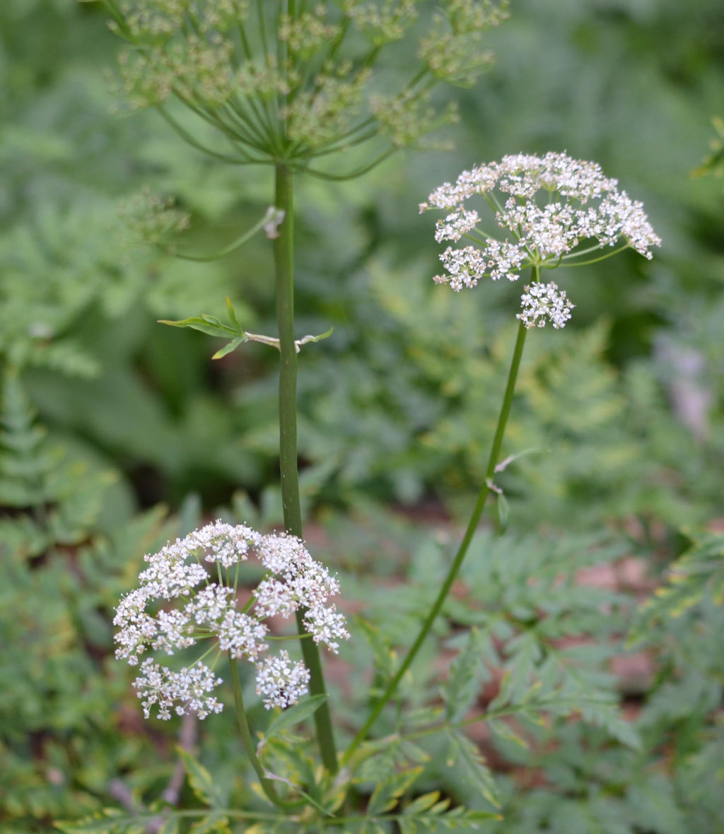 OSHA root extract for throat relief