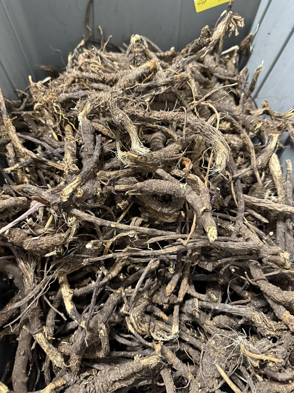 OSHA root tea for respiratory health