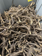 OSHA root tea for respiratory health
