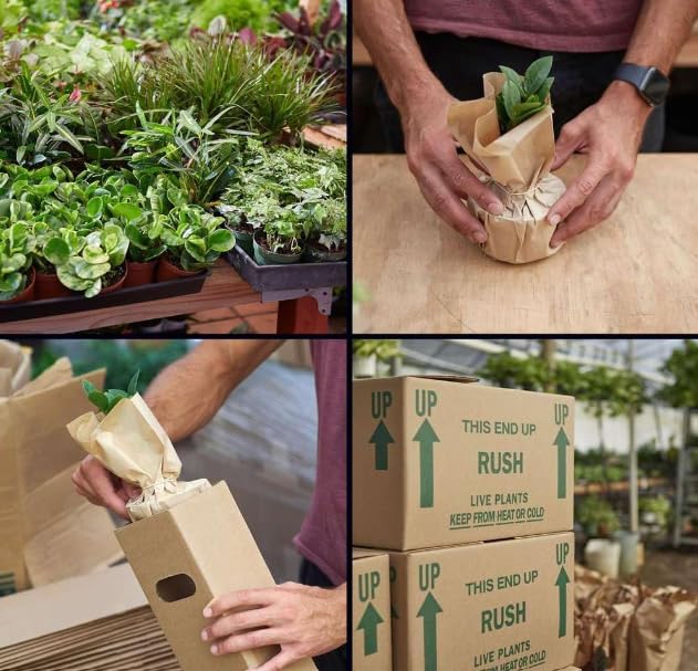 Outdoor Ficus Ginseng enhances garden beauty