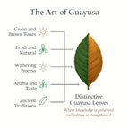 Pacha Guayusa tea bags for wellness