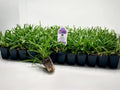 Palmetto St. Augustine grass plugs for lawns
