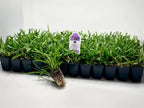 Palmetto St. Augustine grass plugs for lawns