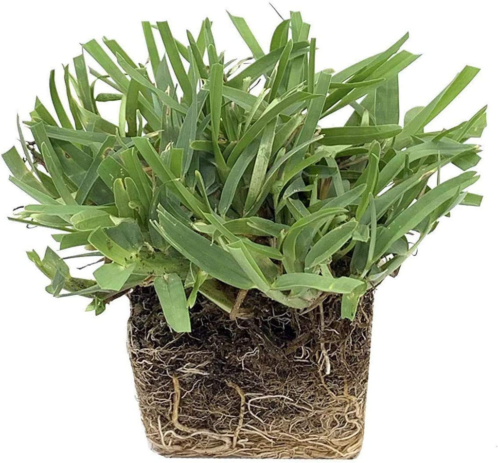 Palmetto St. Augustine grass plugs