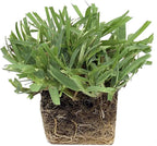 Palmetto St. Augustine grass plugs