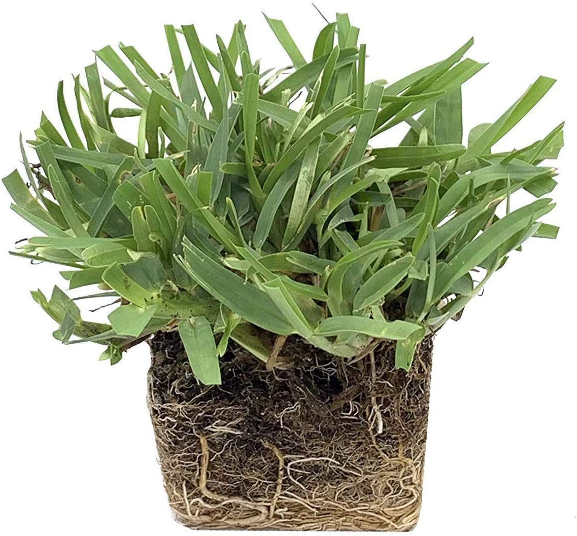 Palmetto St. Augustine grass plugs