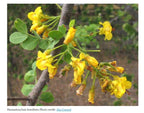 Palo Brasil Haematoxylum Brasiletto calming tea
