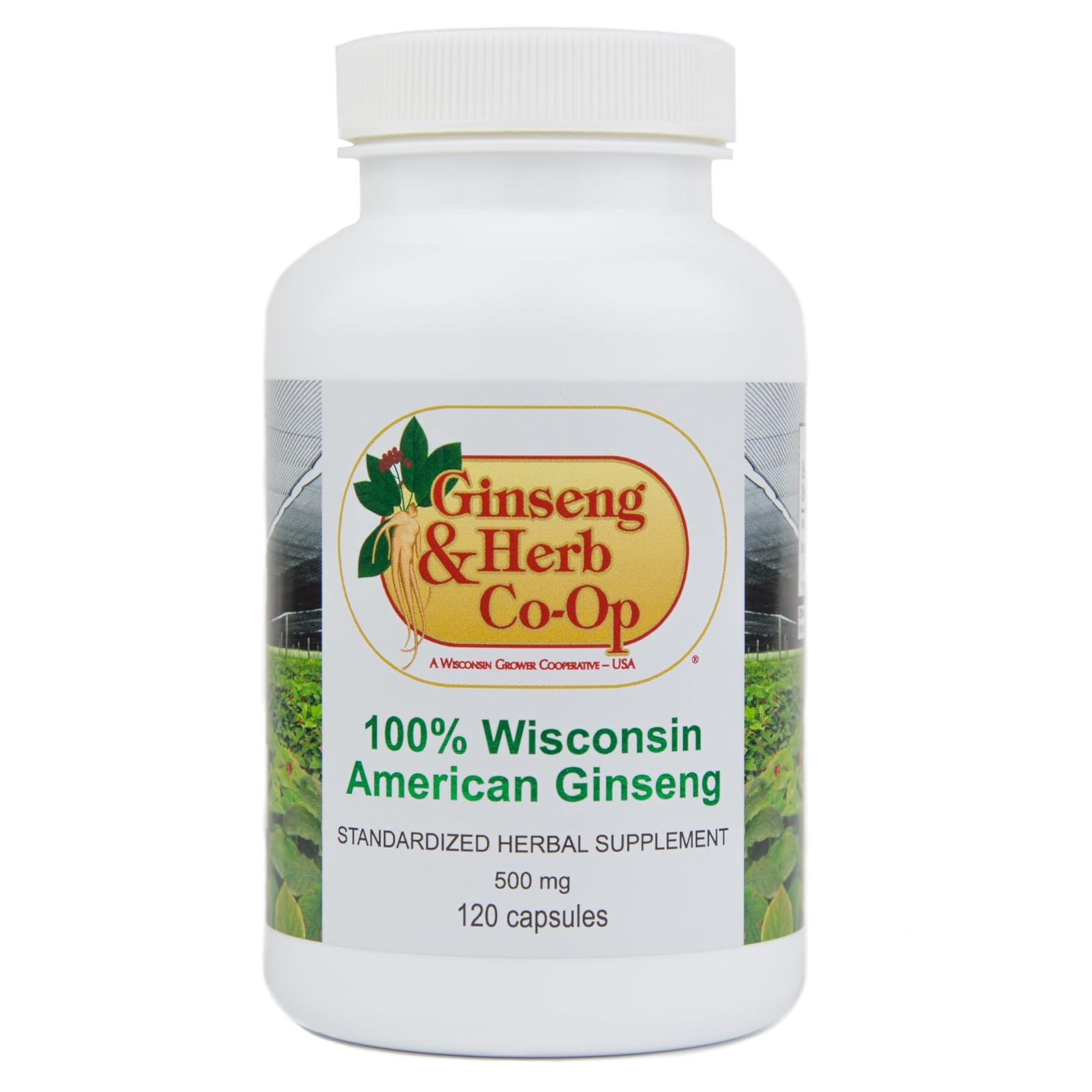 panax ginseng for overall wellness