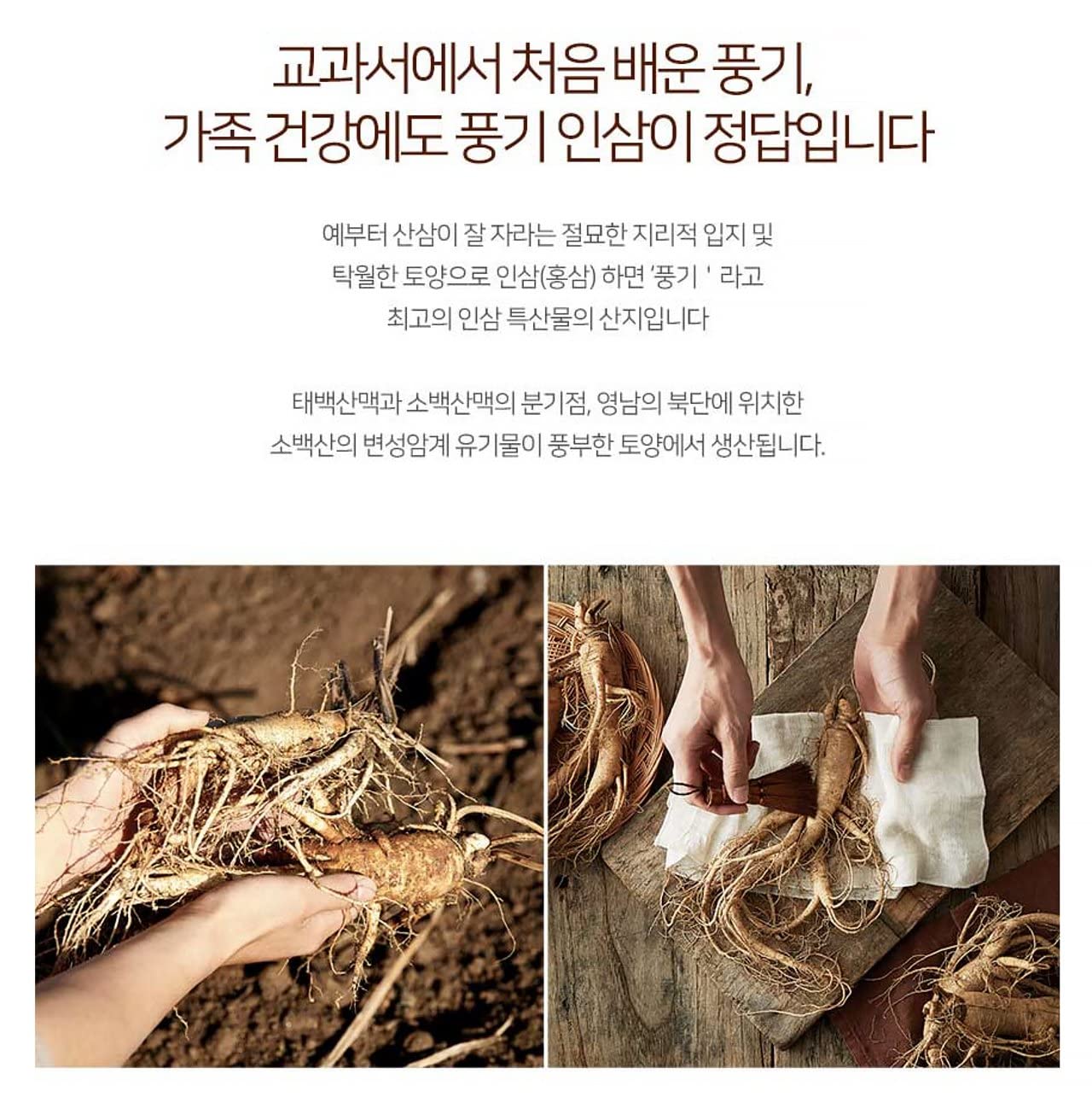 Panax ginseng root extract advantages