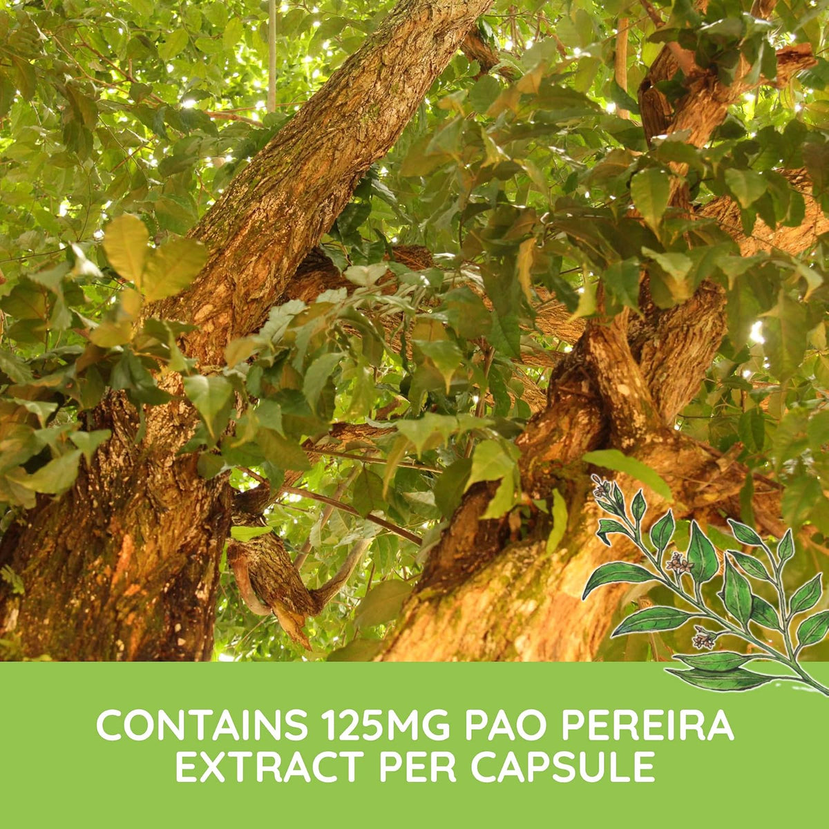 Pao Pereira extract for overall health