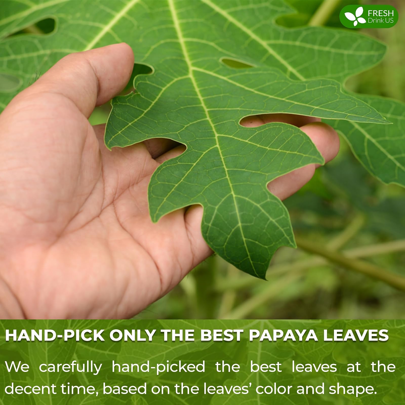 papaya leaf tea for detoxification