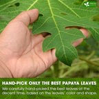Papaya leaves for soothing tea