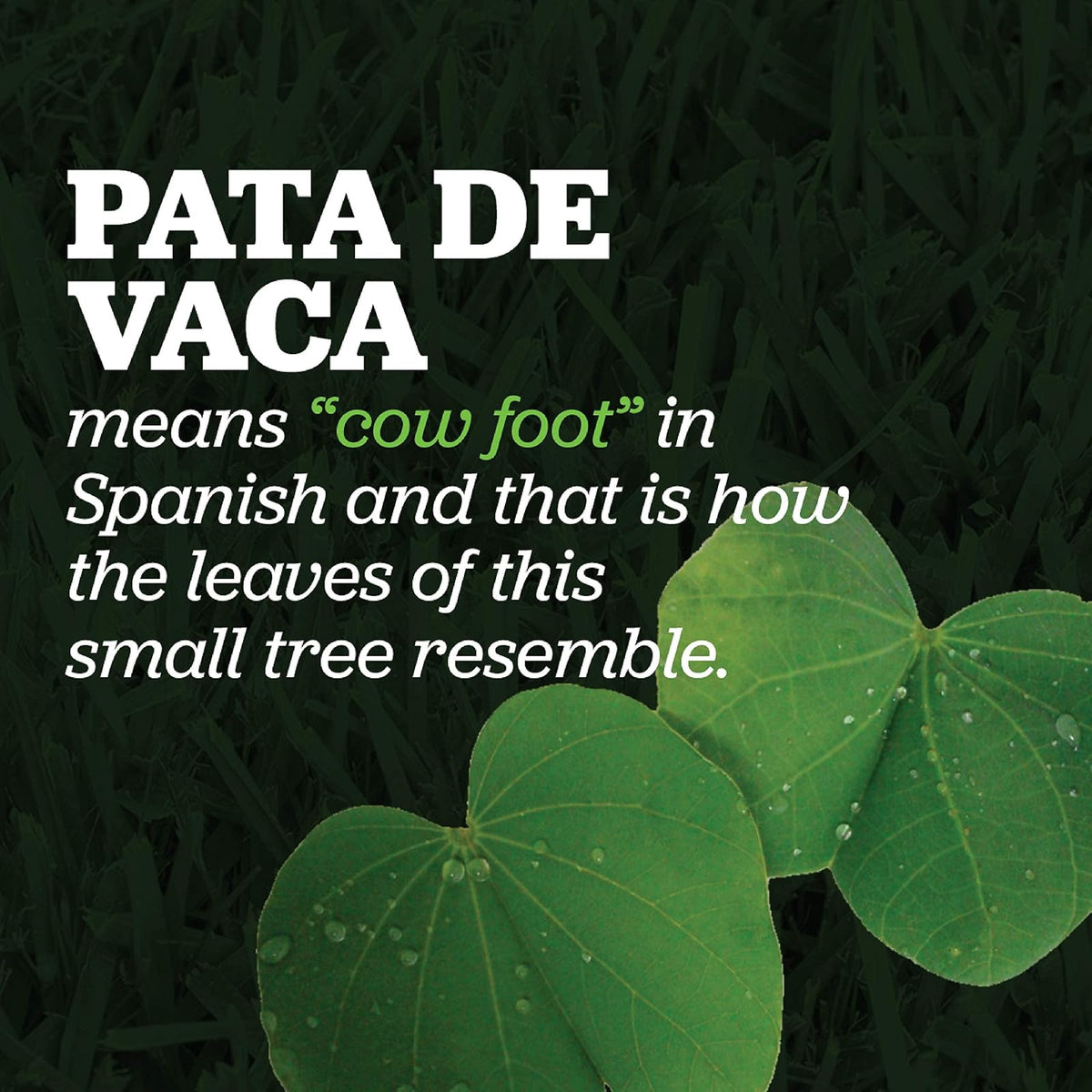 Pata de Vaca tea for wellness