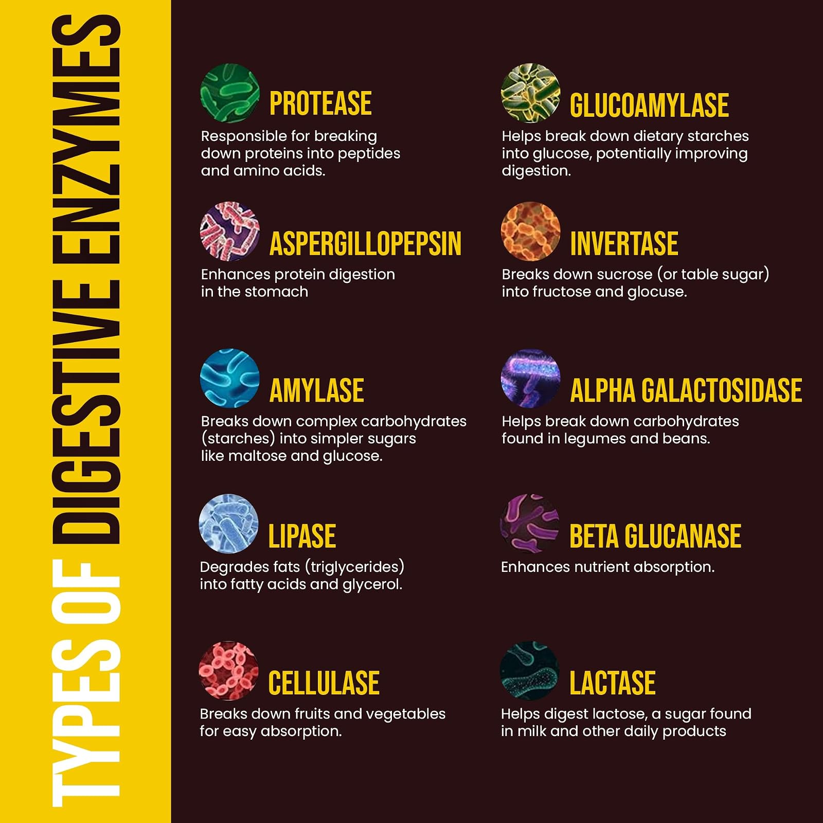 Peak Health multi-enzymes support digestive wellness