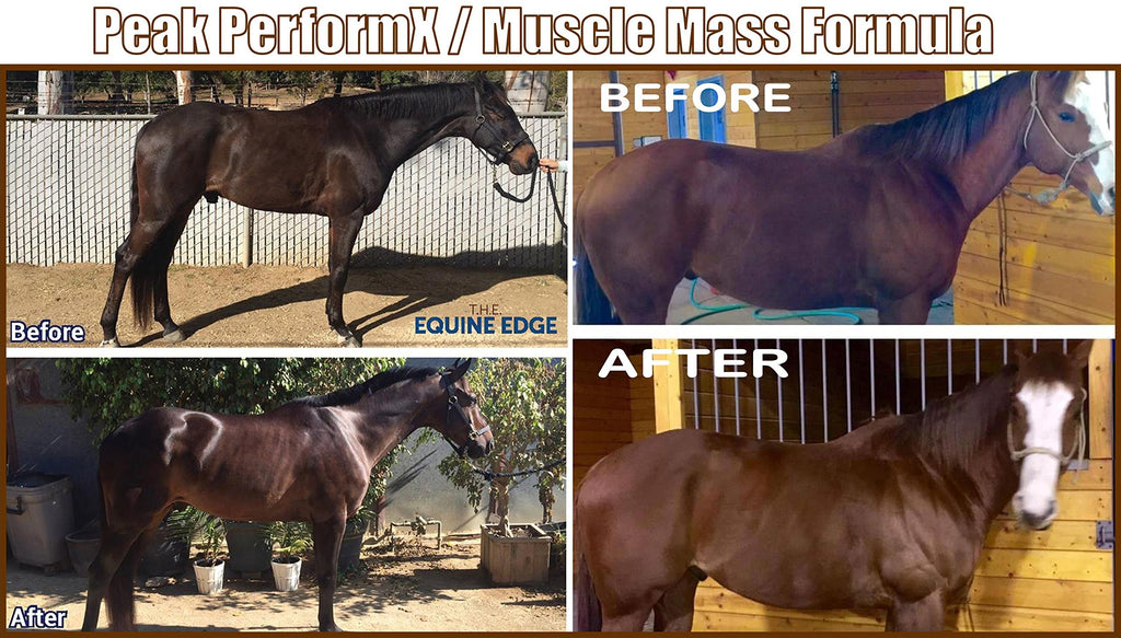 Peak PerformX recovery formula for horses