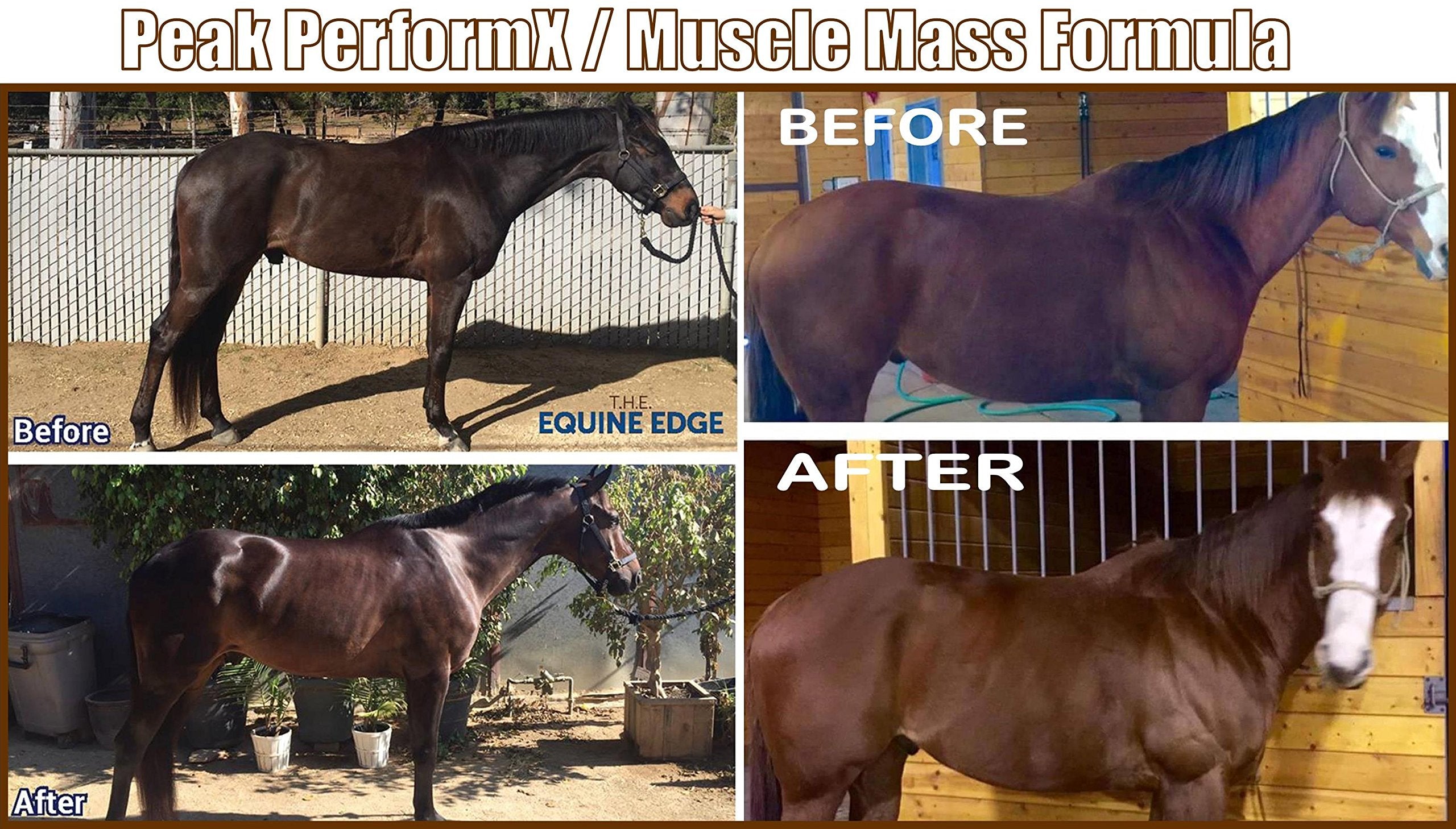 Peak PerformX recovery formula for horses