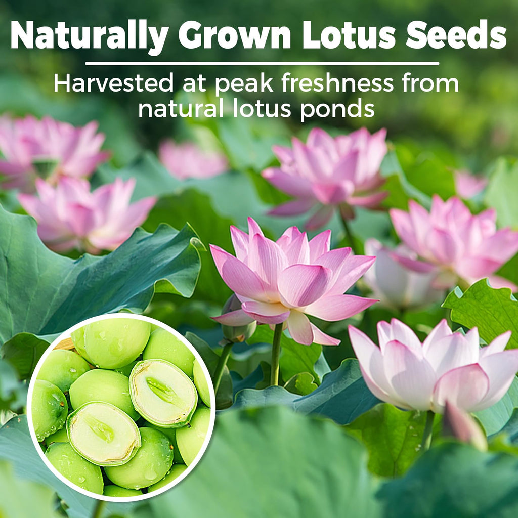 peeled white lotus seeds for snacking