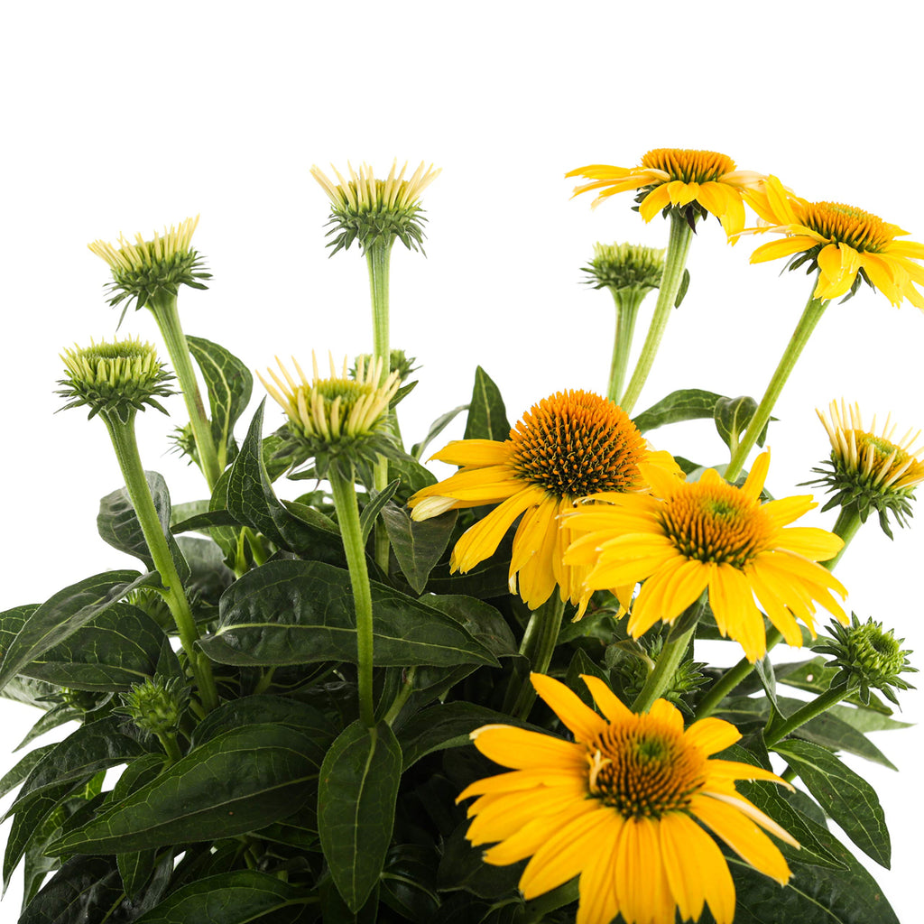 perennial echinacea for garden health