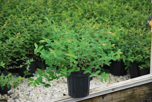 perennial st. john's wort plant care