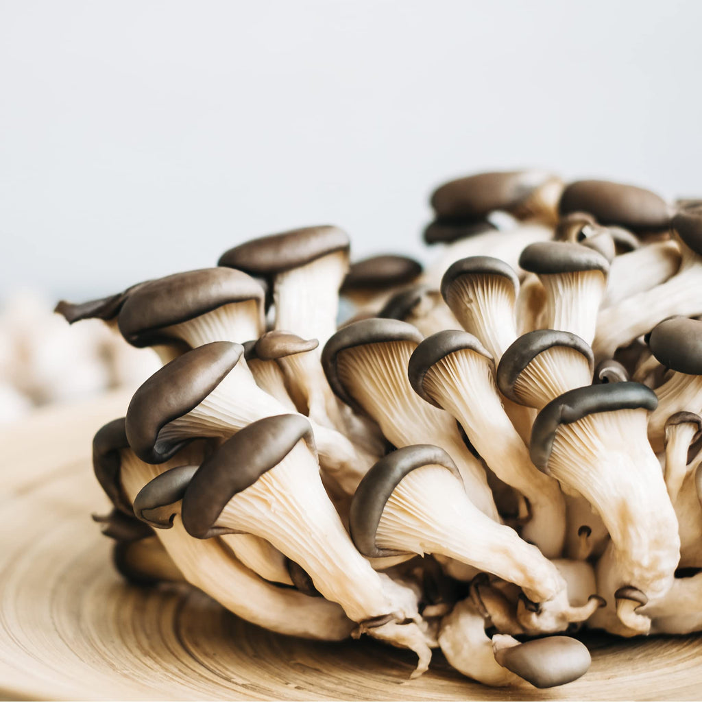 Perfect for aspiring mycologists