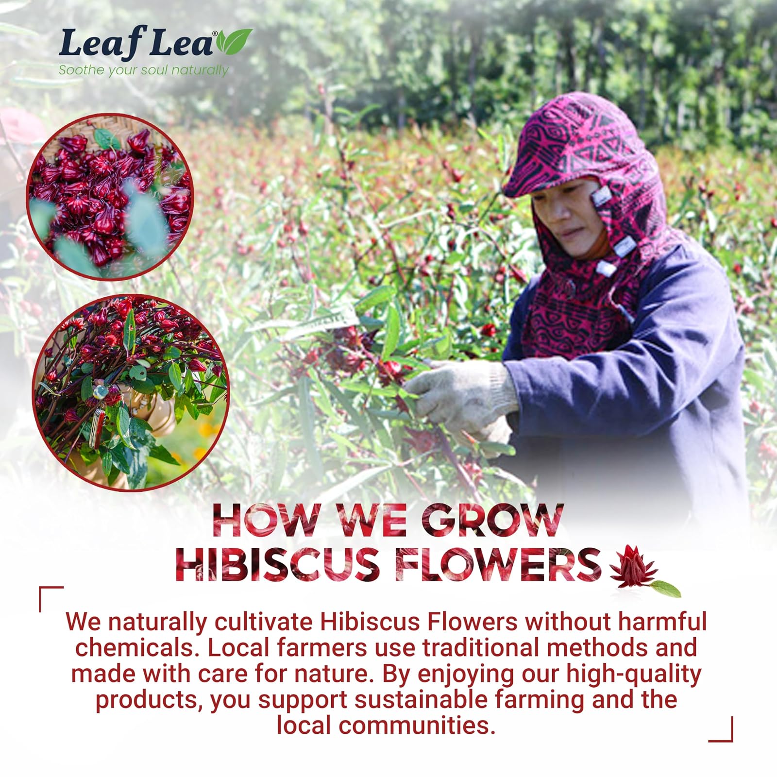 perfect for herbal tea lovers