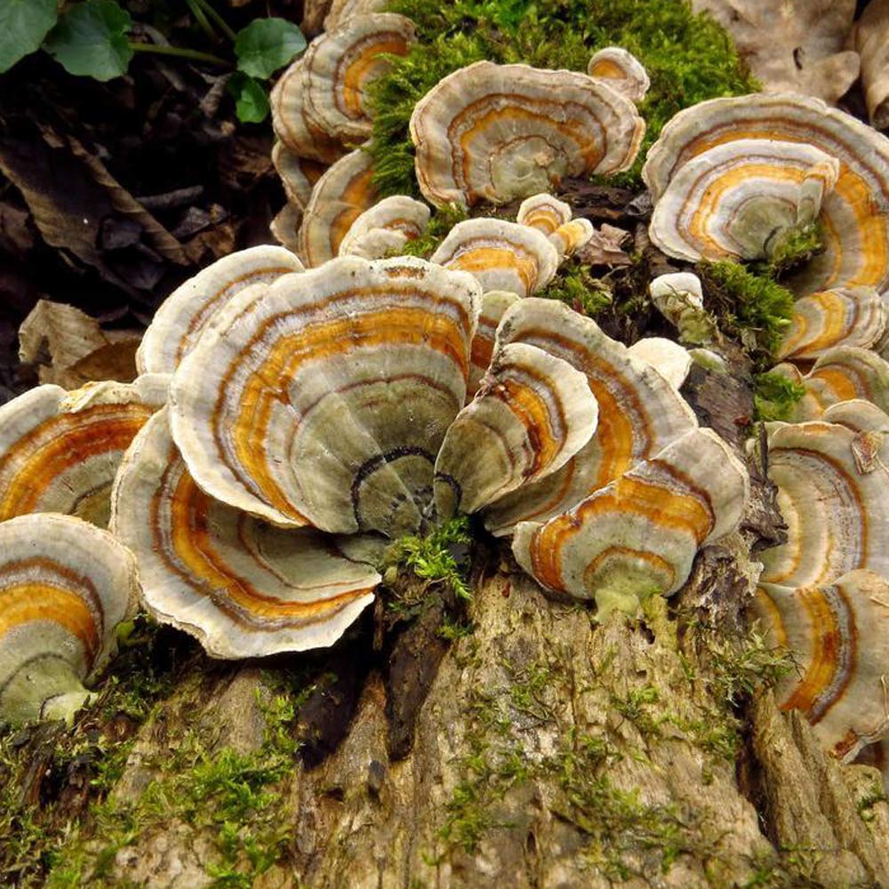 perfect for indoor mushroom farming