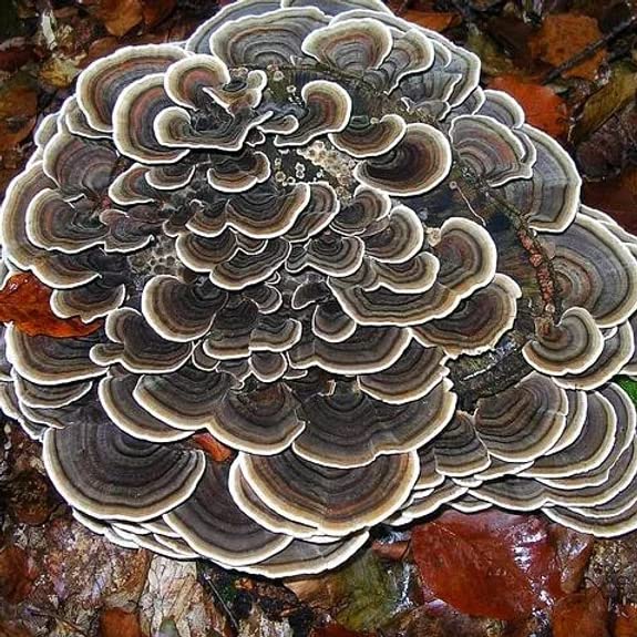 perfect gift for mushroom enthusiasts