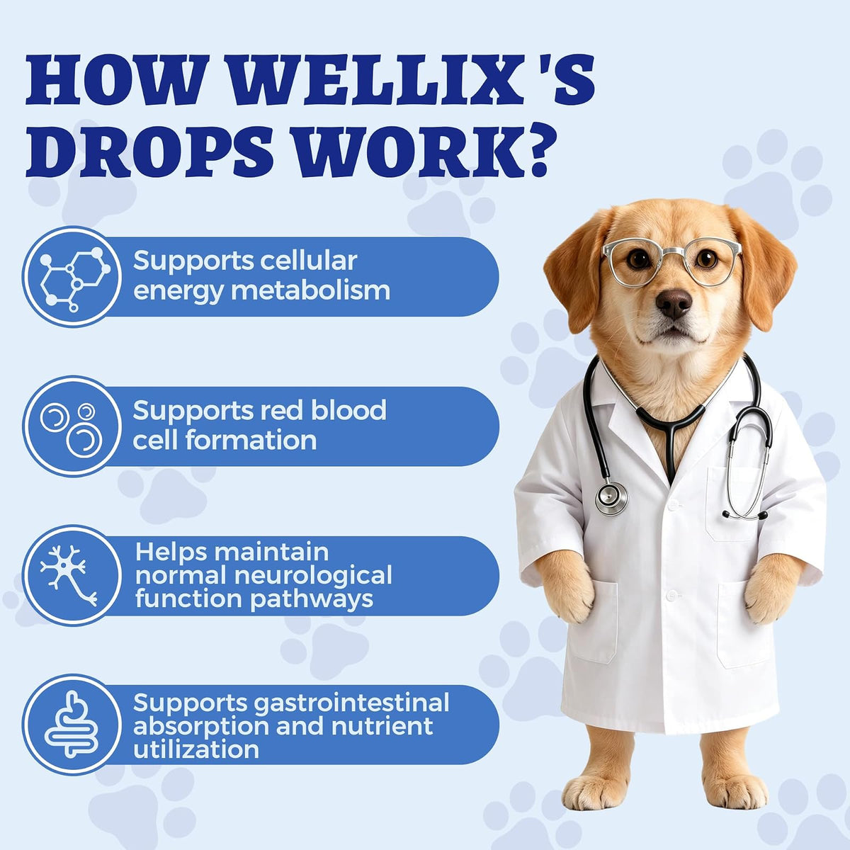 Pet vitamin B12 for better digestion