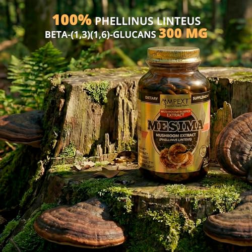 Phellinus linteus for overall vitality