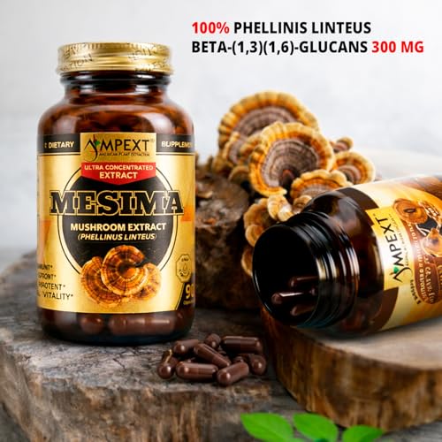 Phellinus linteus fruiting body benefits