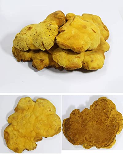 phellinus linteus powder for daily use