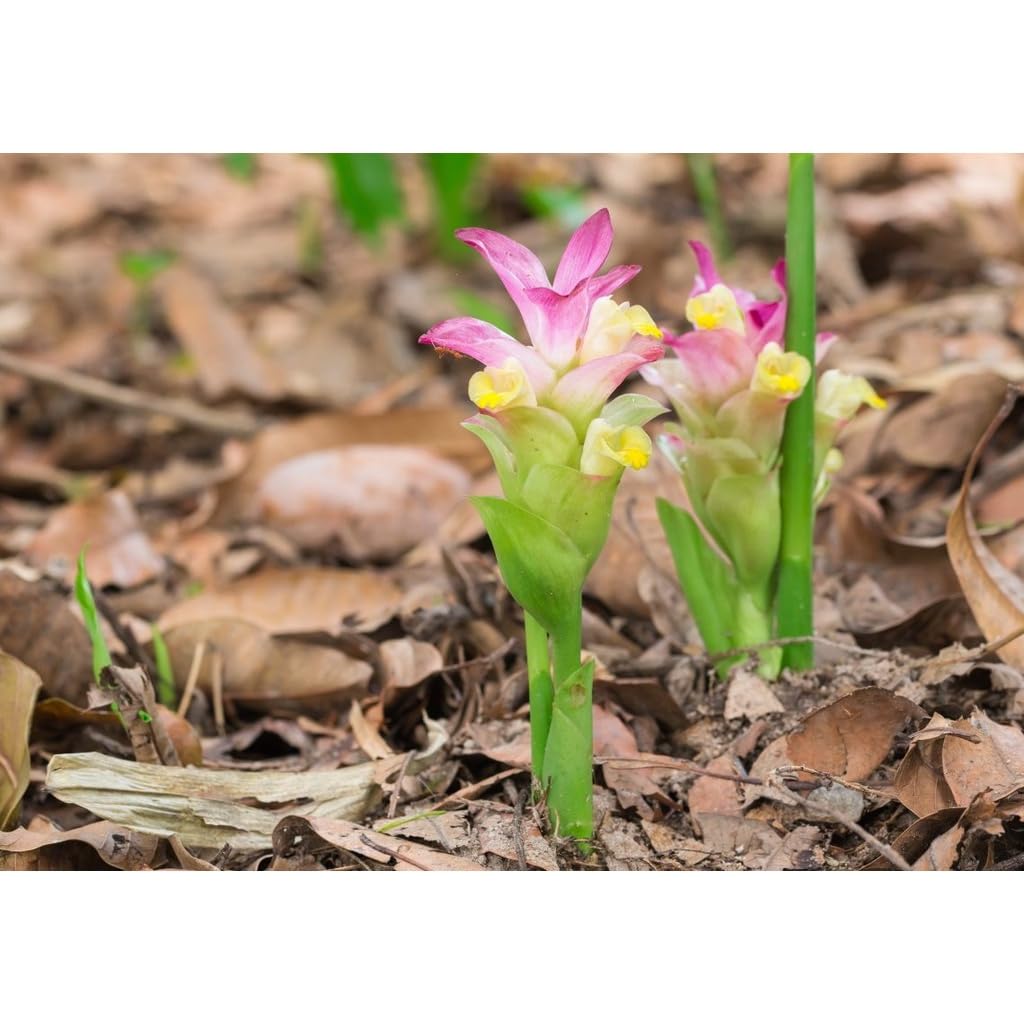 phytosomal curcumin for better absorption