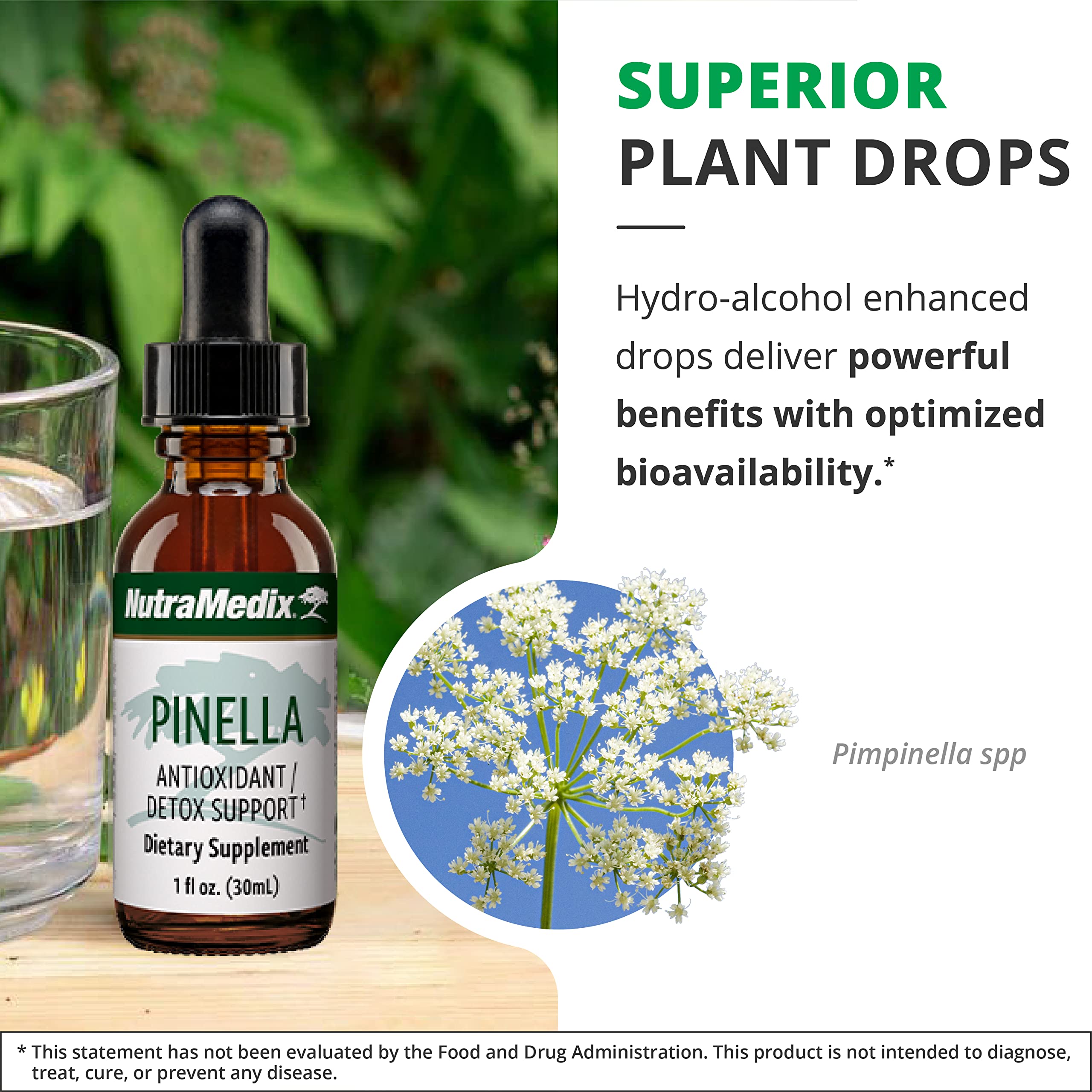 Pimpinella Anisum for wellness